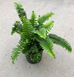 4" Jester Crown Fern – ShopTansy