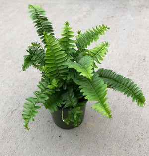 4" Jester Crown Fern – ShopTansy